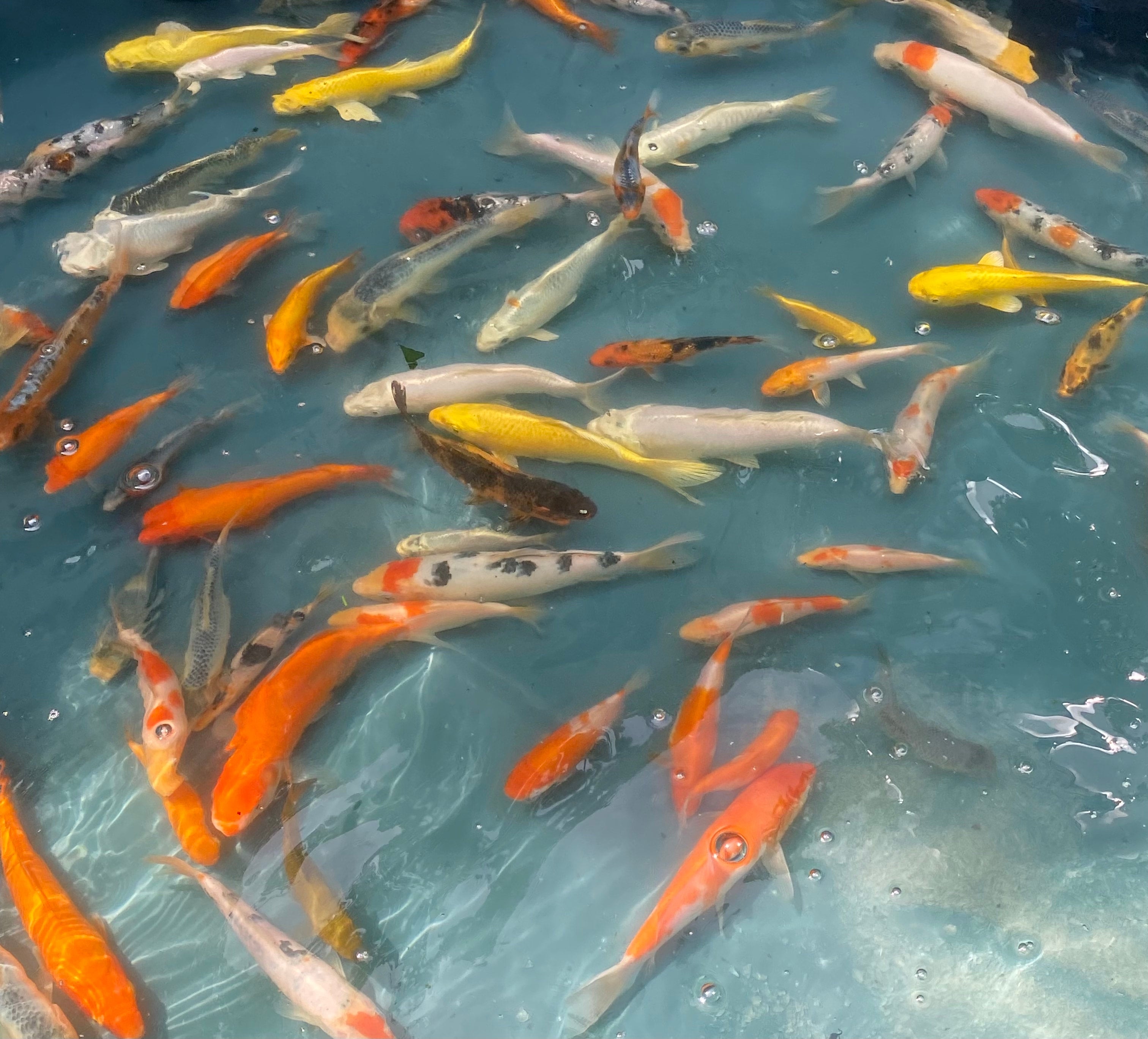 KOI | Live Aquarium Fish Online